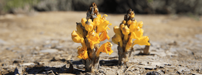 Cistanche Tubulosa Stem Extract Background & Benefits - Xtendlife